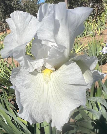 Forever Yours – Bee Haven Iris Gardens
