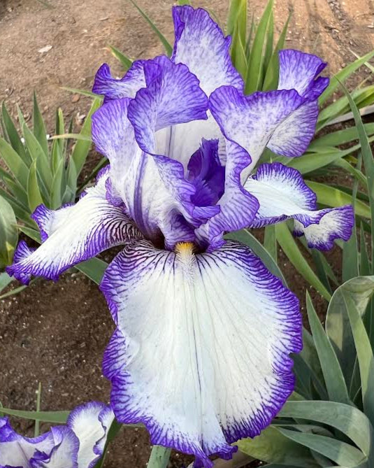 Loop The Loop – Bee Haven Iris Gardens