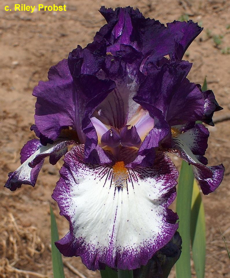 Autumn Joy – Bee Haven Iris Gardens