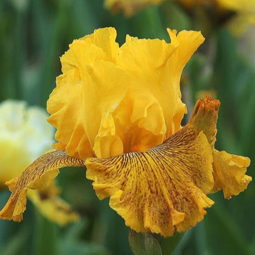 Calizona Gold – Bee Haven Iris Gardens
