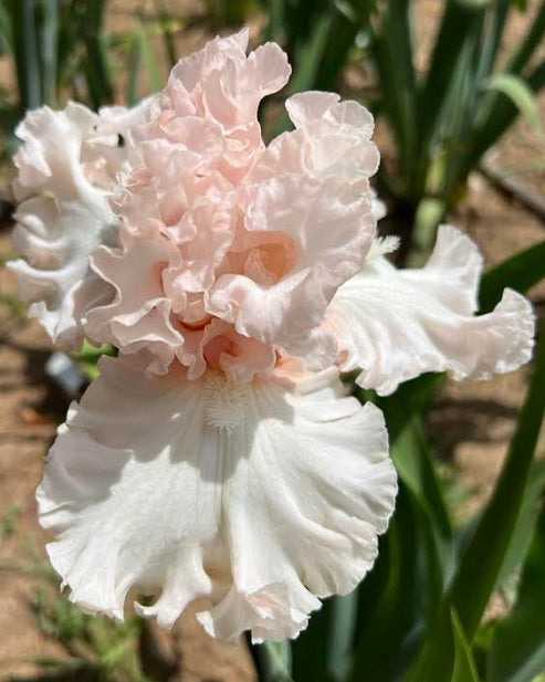 Blushed – Bee Haven Iris Gardens