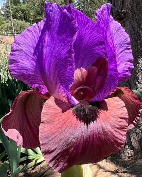 Eye of Excellence – Bee Haven Iris Gardens
