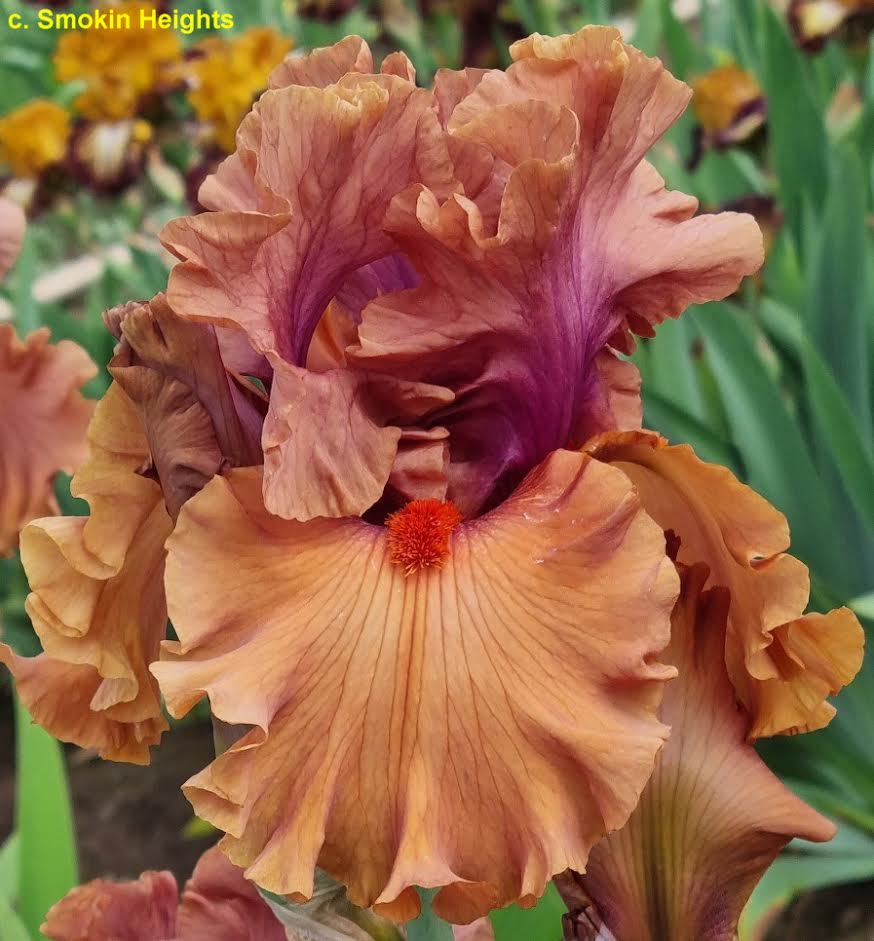 Stormscape – Bee Haven Iris Gardens
