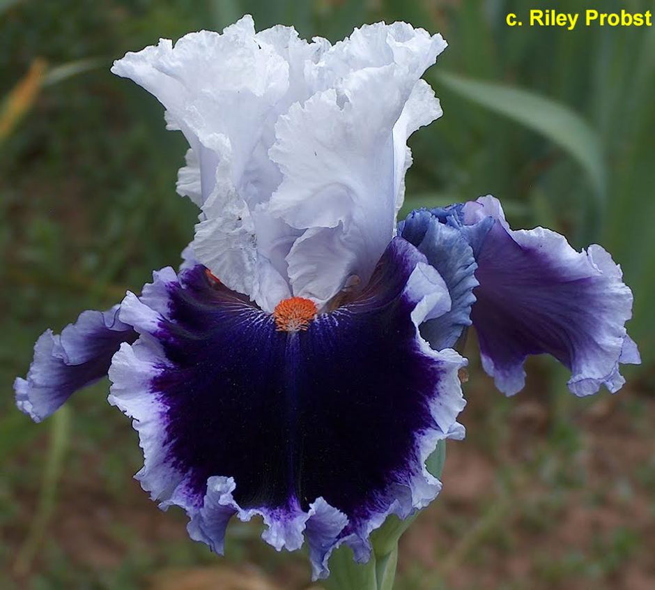 Tall Bearded – Page 10 – Bee Haven Iris Gardens