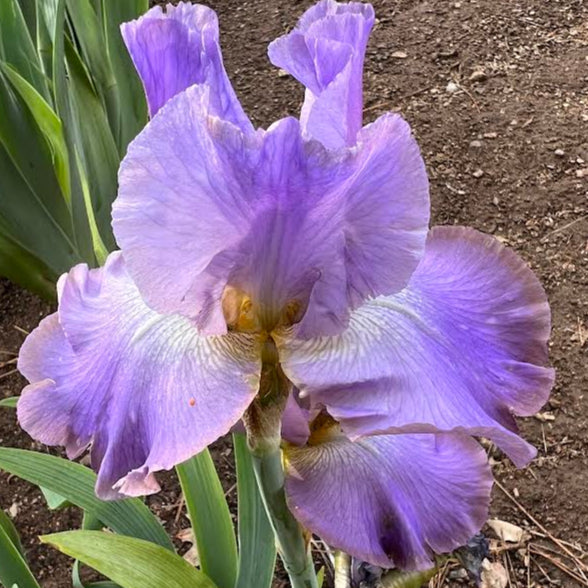 Anxious – Bee Haven Iris Gardens