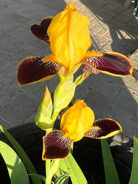 Bumblebee Deelite – Bee Haven Iris Gardens