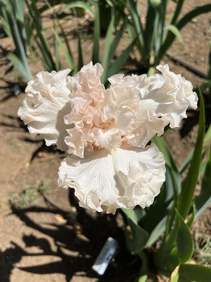 Blushed – Bee Haven Iris Gardens