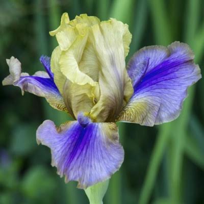 Bermuda Triangle – Bee Haven Iris Gardens