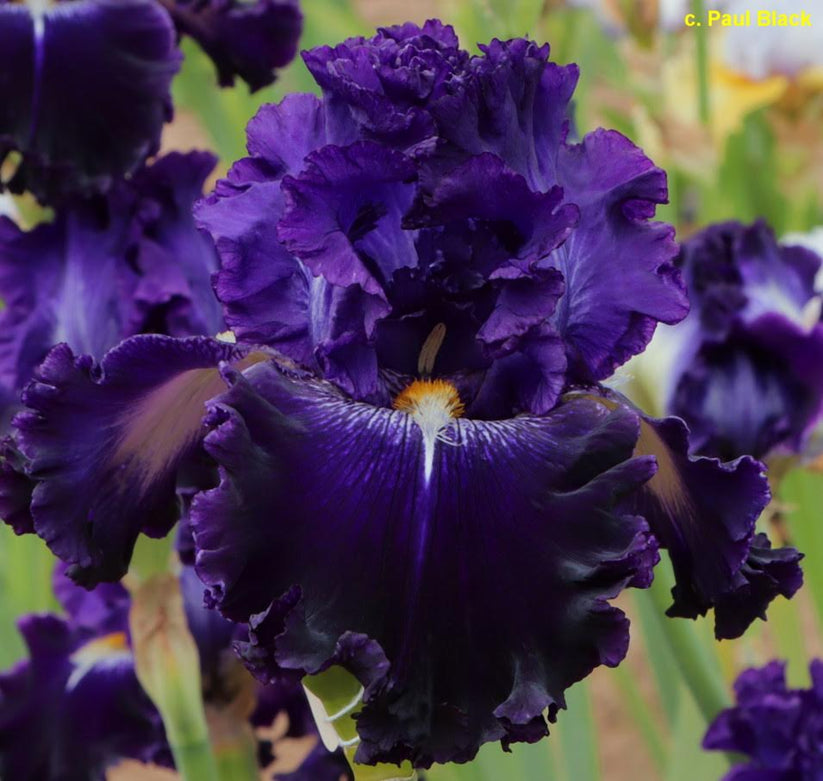 Starry Starry Night – Bee Haven Iris Gardens