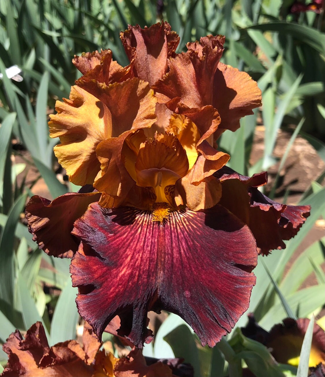Lava Explosion – Bee Haven Iris Gardens