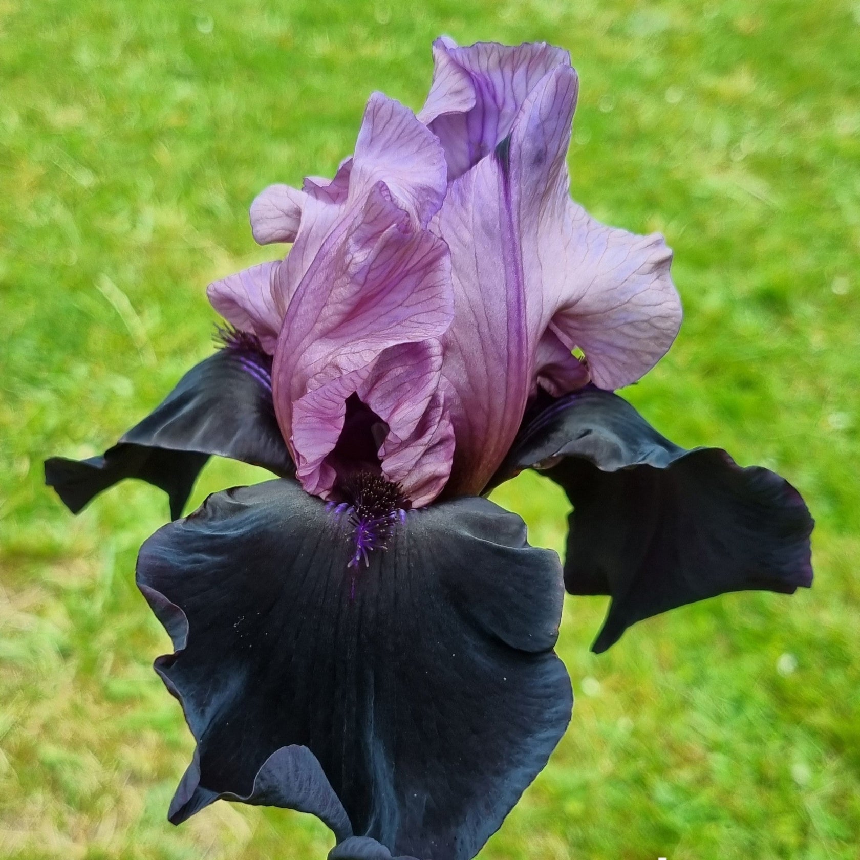 Gotham – Bee Haven Iris Gardens