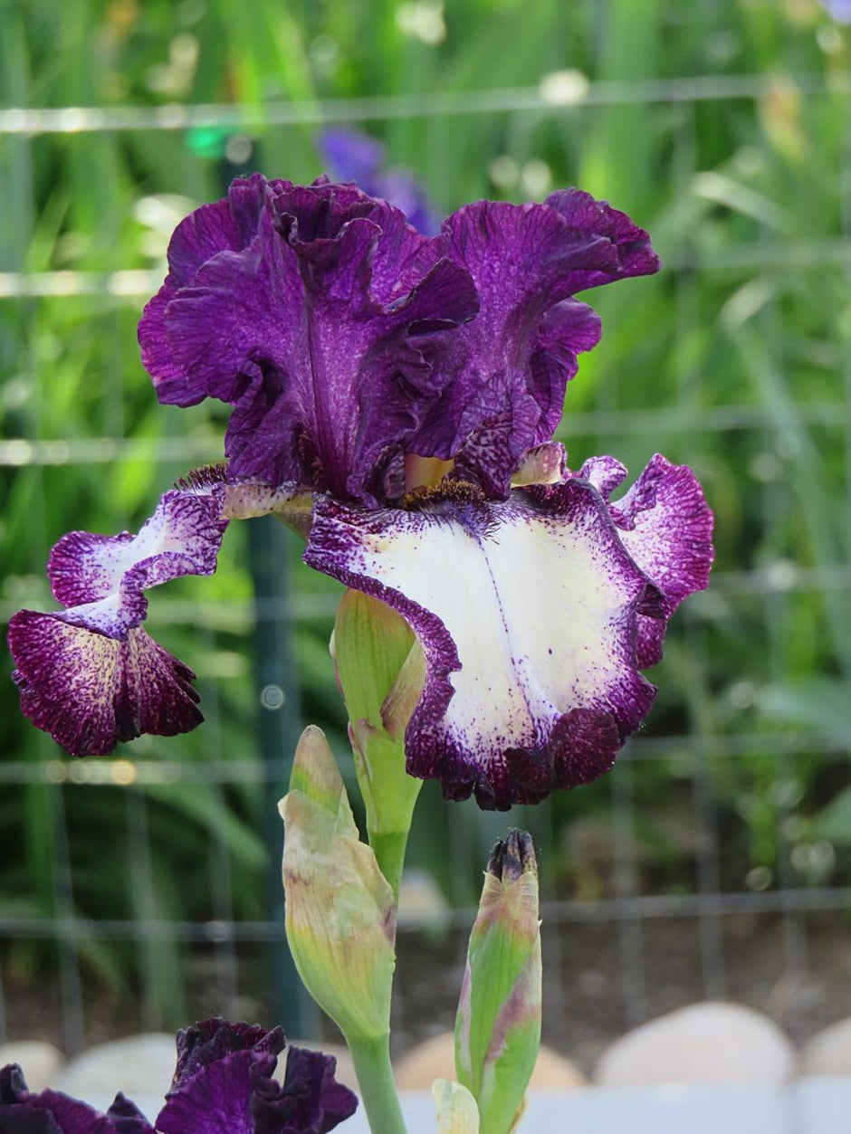 Bee Haven Iris Gardens