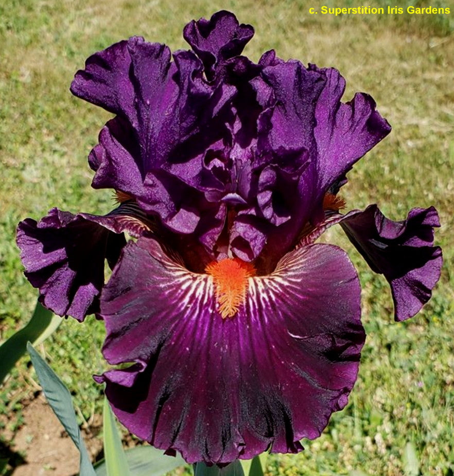 Daffy Duck – Bee Haven Iris Gardens