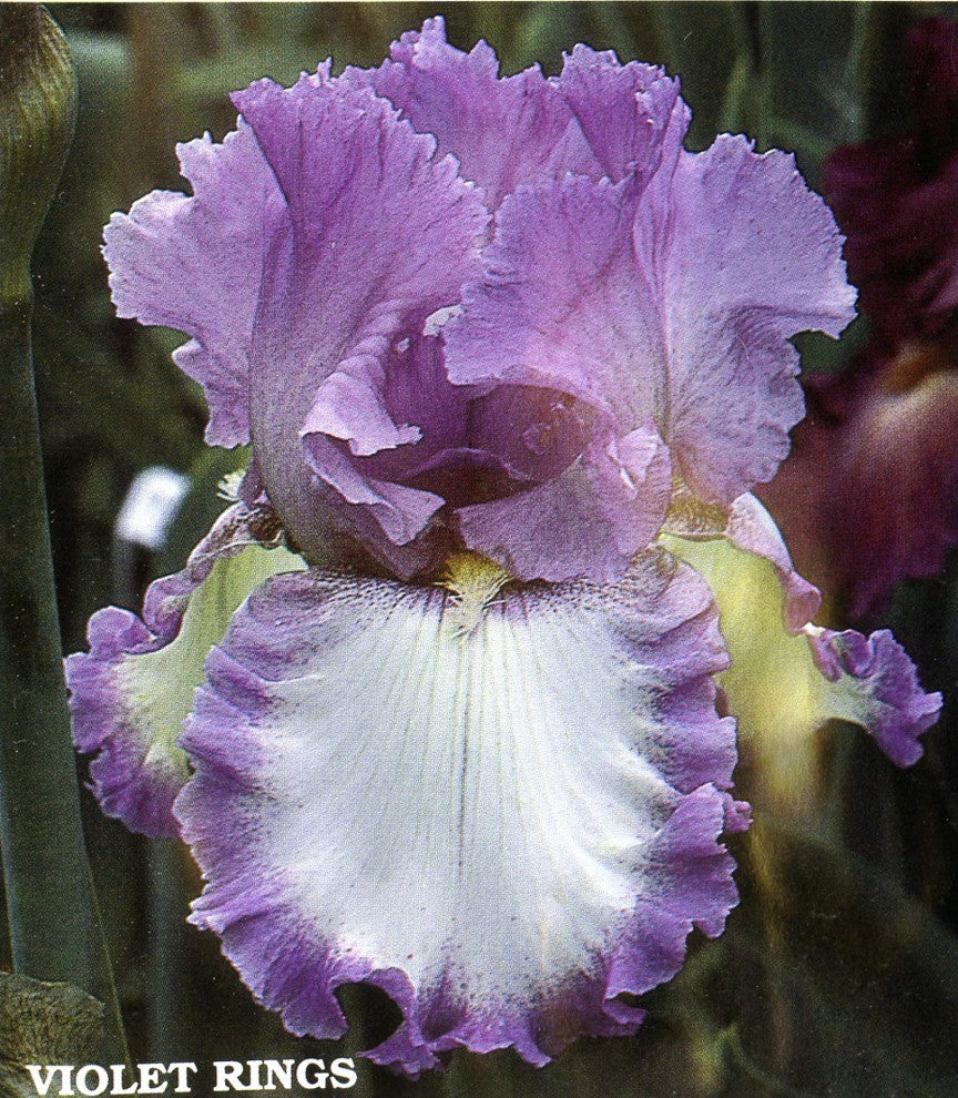 Violet Rings – Bee Haven Iris Gardens