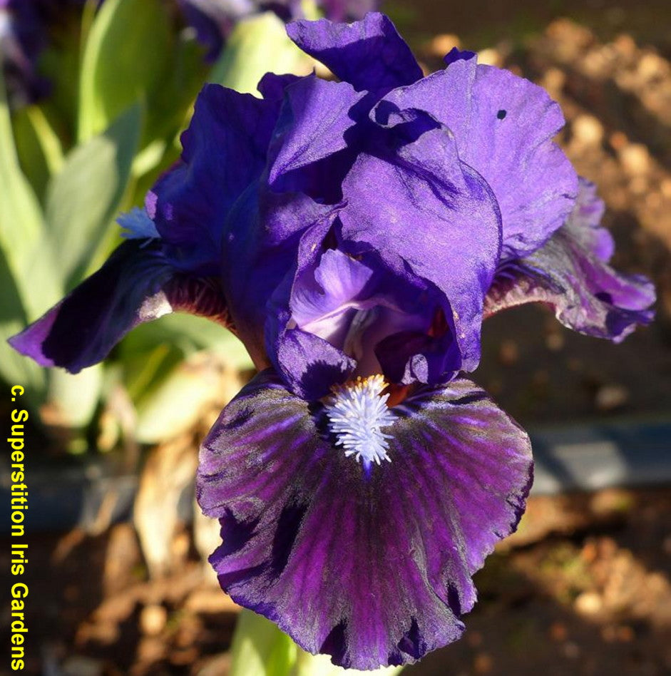 Bam – Bee Haven Iris Gardens