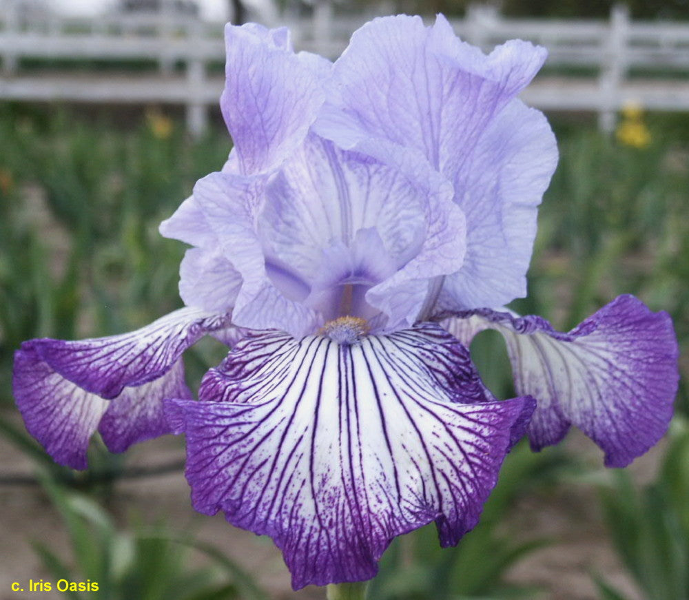 Circus Circus – Bee Haven Iris Gardens