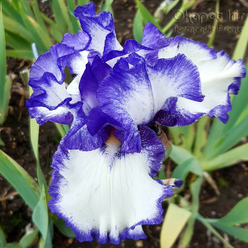 Classic Look – Bee Haven Iris Gardens