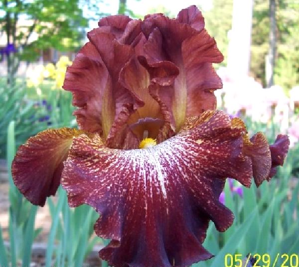 Crimson Twist – Bee Haven Iris Gardens
