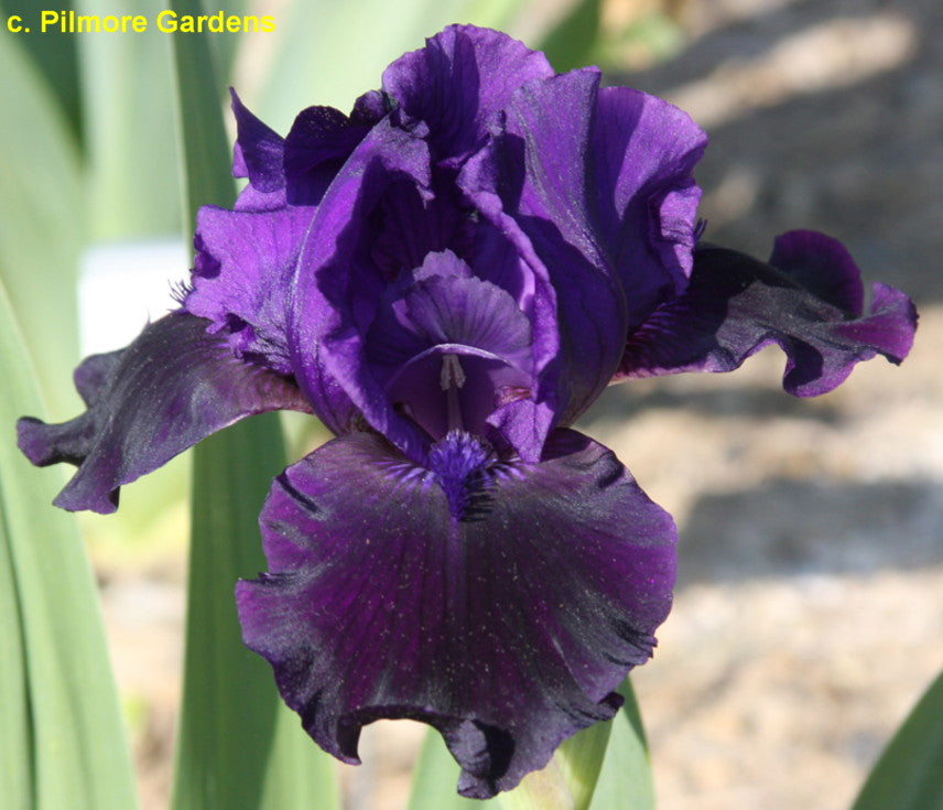 Dark Wonder – Bee Haven Iris Gardens