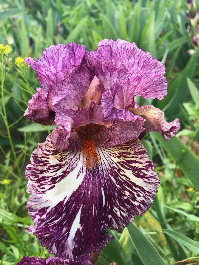 Fault Lines – Bee Haven Iris Gardens
