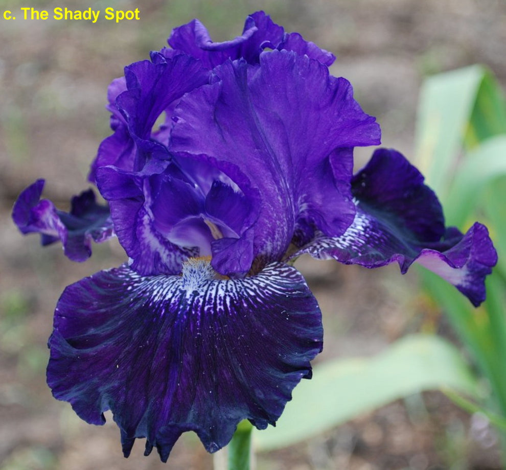Fiddlin' around – Bee Haven Iris Gardens