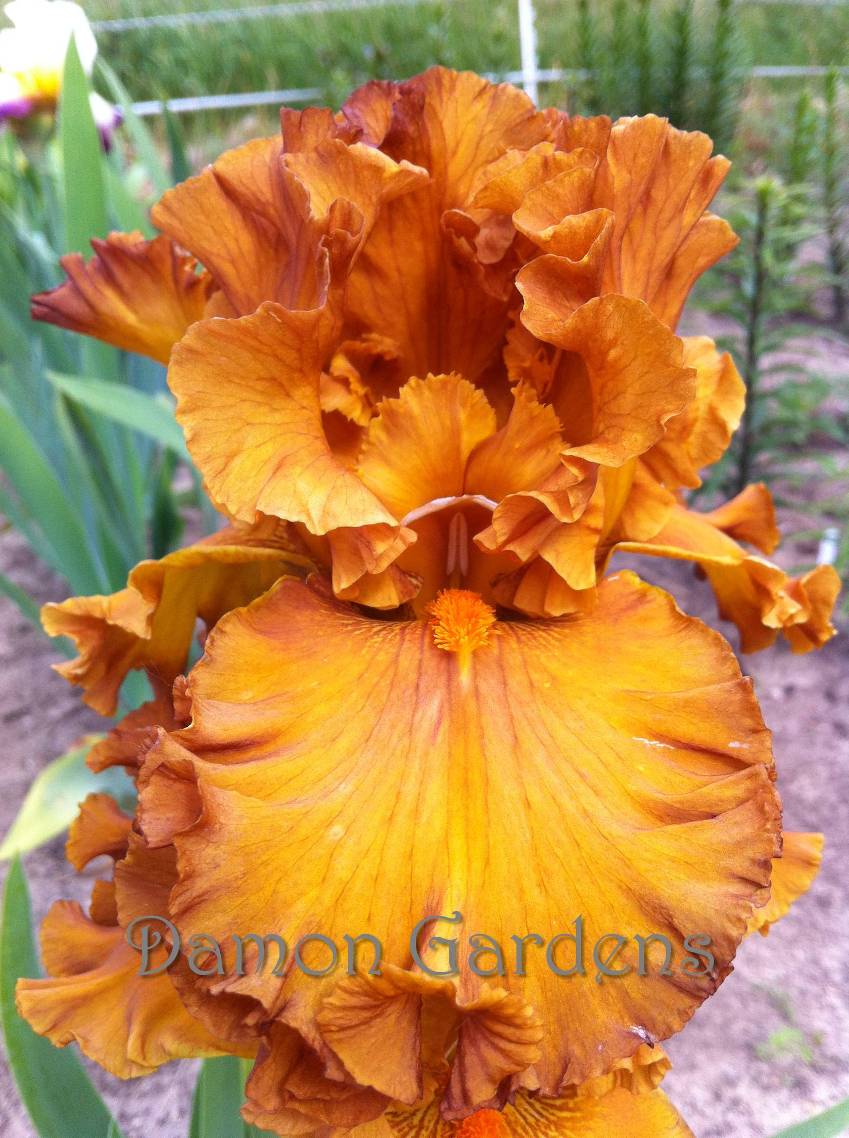 Golden Panther – Bee Haven Iris Gardens