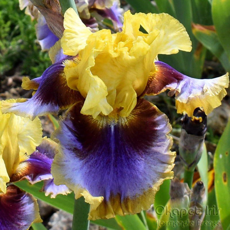 Gypsy Lady – Bee Haven Iris Gardens