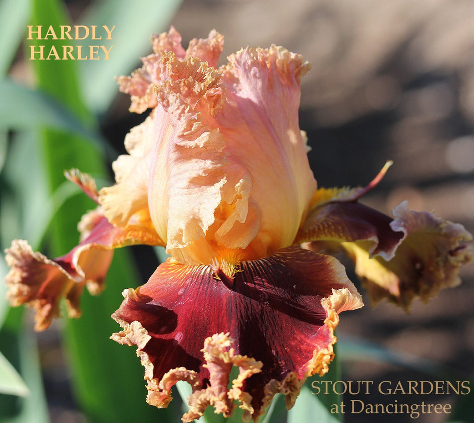 Novelty – Bee Haven Iris Gardens