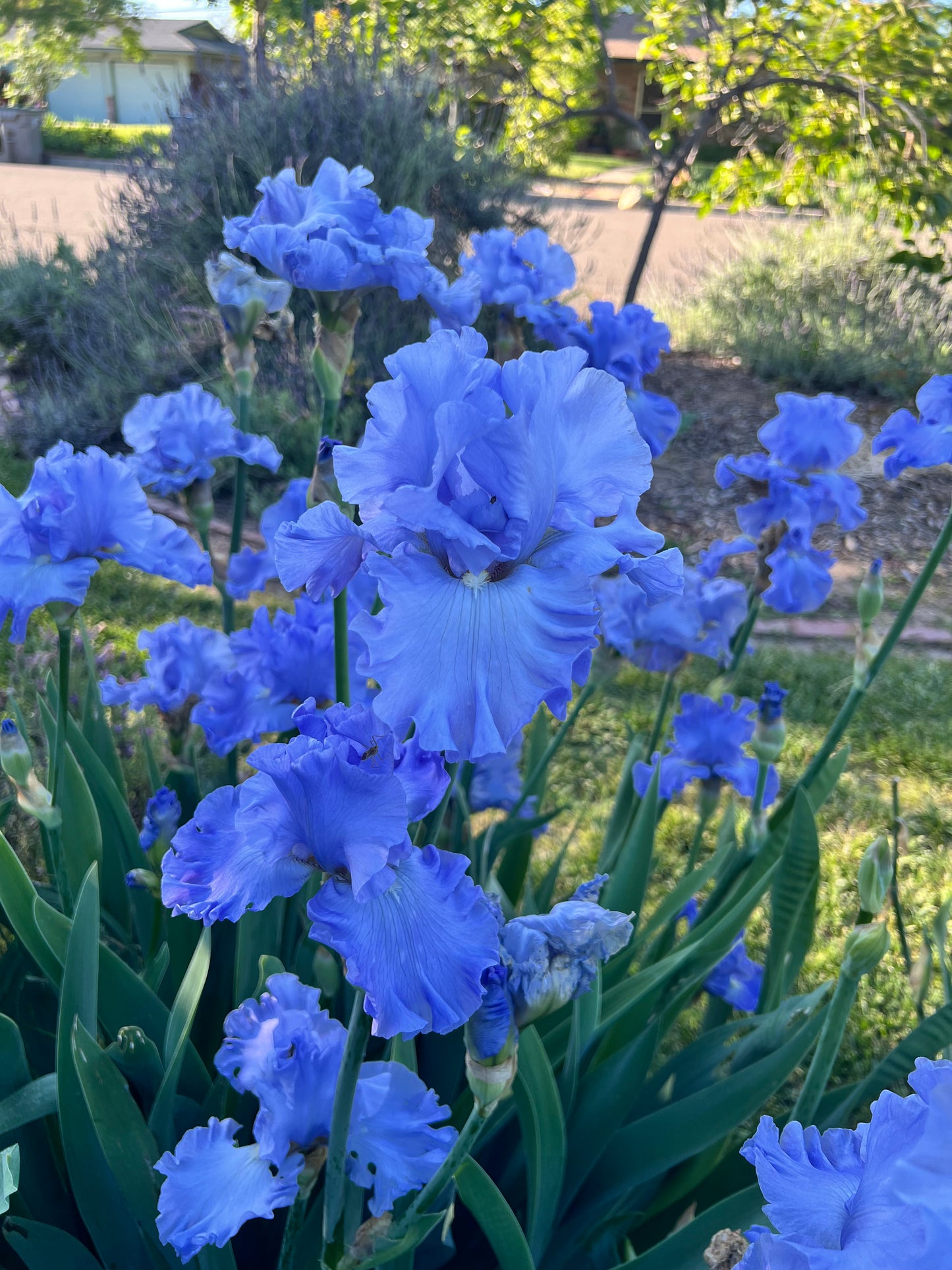 Open Ocean – Bee Haven Iris Gardens