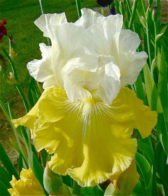 Lemon Cloud – Bee Haven Iris Gardens