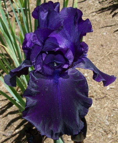 Night Owl – Bee Haven Iris Gardens