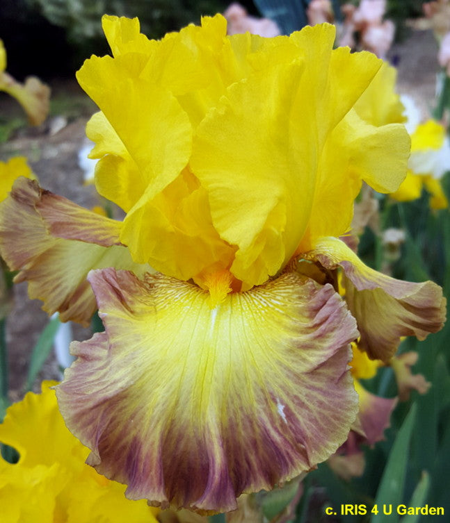 Pacific Crest – Bee Haven Iris Gardens