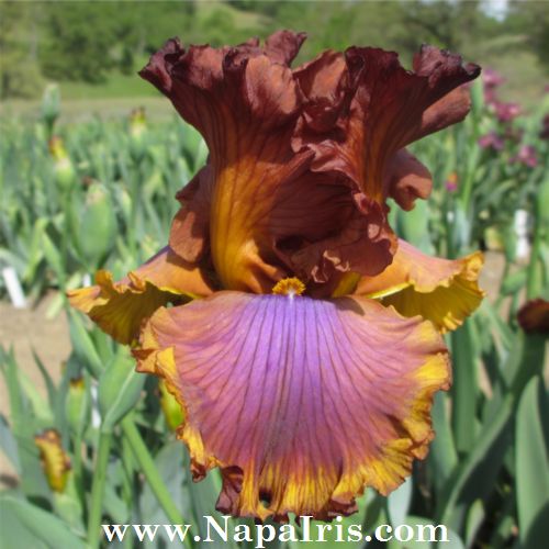 Prairie Splendor – Bee Haven Iris Gardens