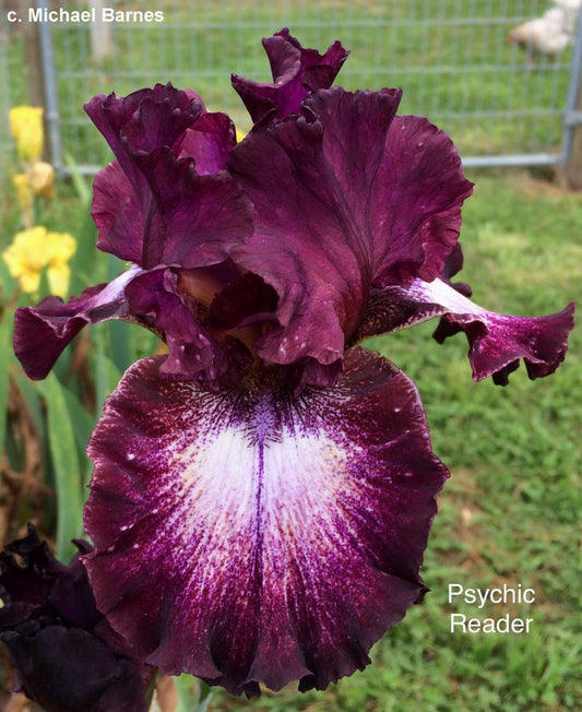 Tall Bearded – Page 30 – Bee Haven Iris Gardens