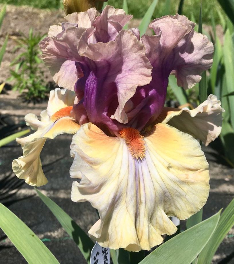 Restless Spirit – Bee Haven Iris Gardens