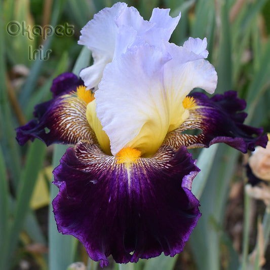 Tall Bearded – Page 21 – Bee Haven Iris Gardens