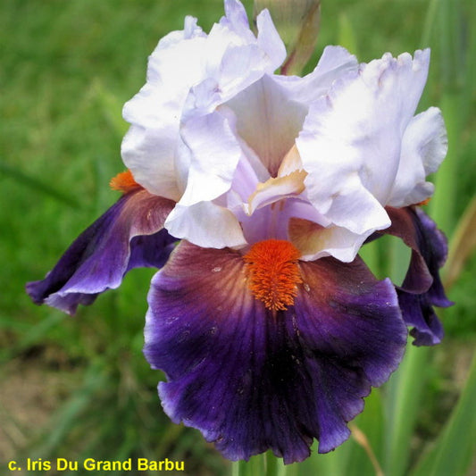 Tall Bearded – Page 21 – Bee Haven Iris Gardens
