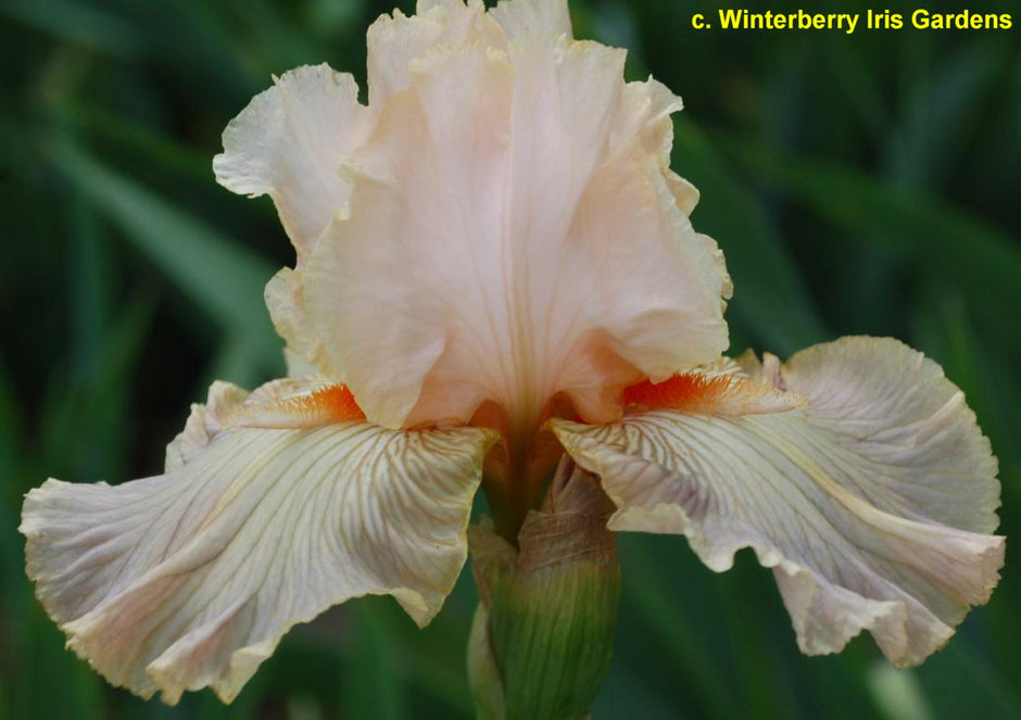 Tall Bearded – Page 10 – Bee Haven Iris Gardens