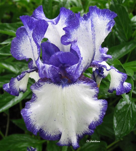 Loop The Loop – Bee Haven Iris Gardens