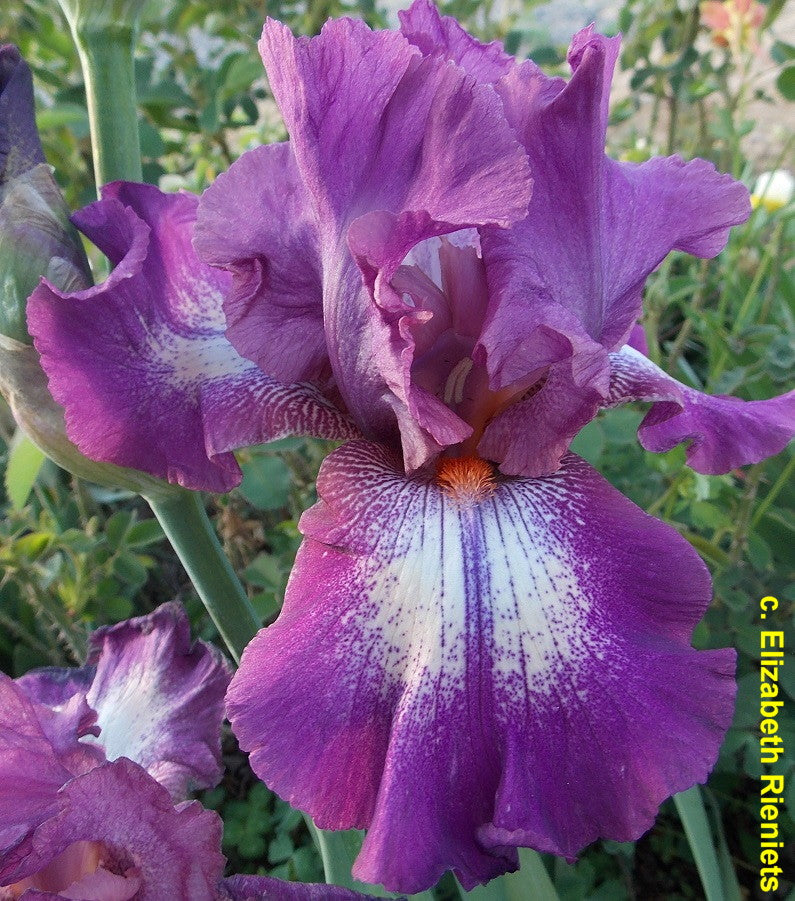 Tennison Ridge – Bee Haven Iris Gardens