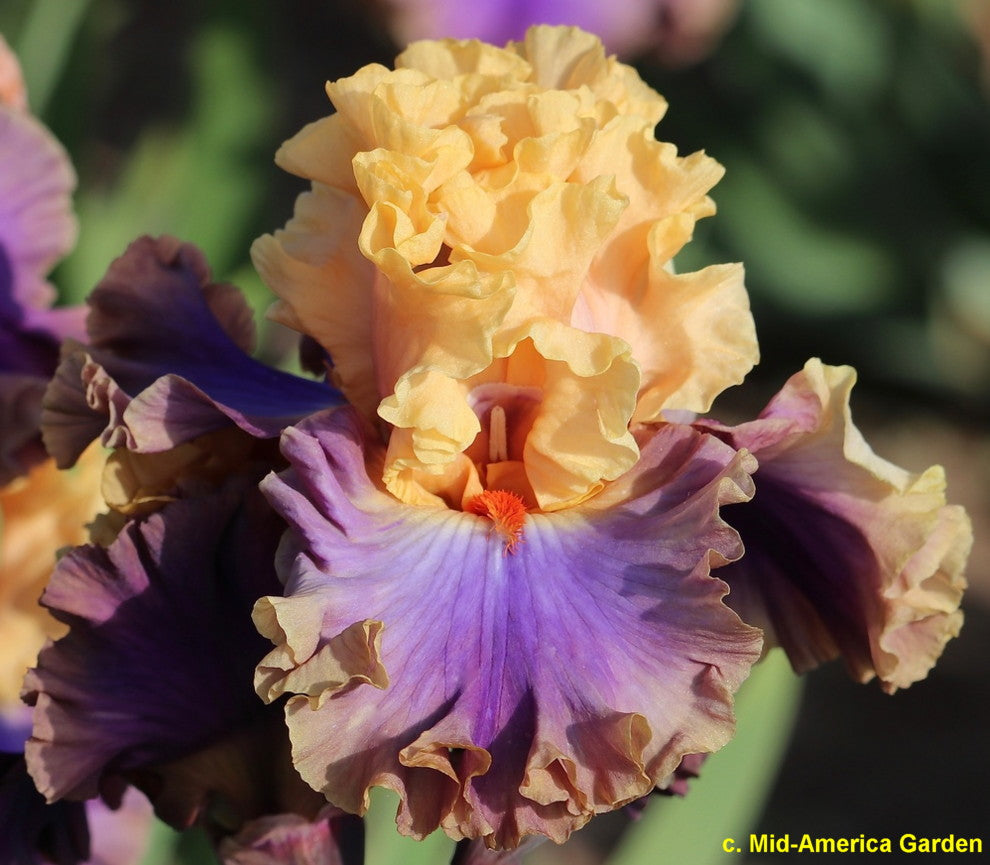 True Colors – Bee Haven Iris Gardens