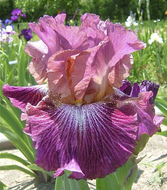 Vibrations – Bee Haven Iris Gardens