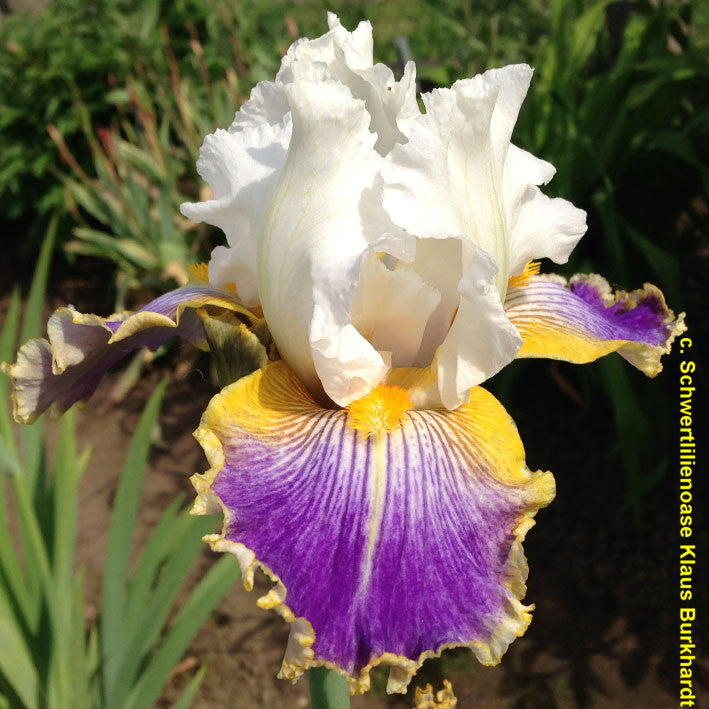 Wild Angel – Bee Haven Iris Gardens