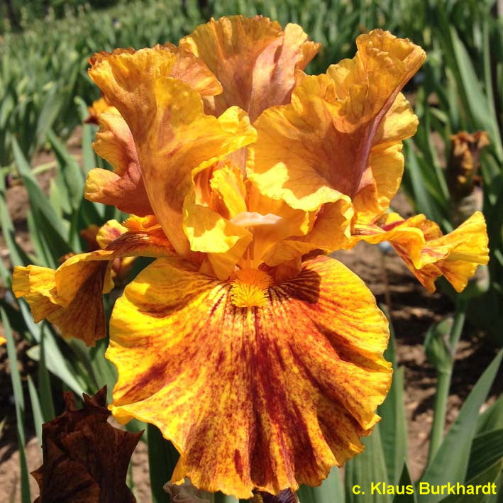 Wizard Of Odds – Bee Haven Iris Gardens