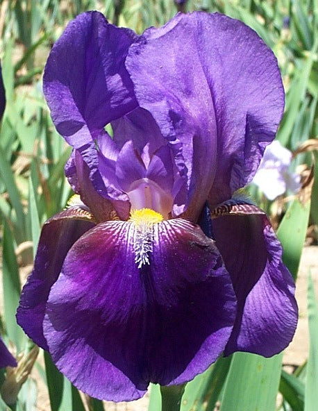 William A. Setchell – Bee Haven Iris Gardens