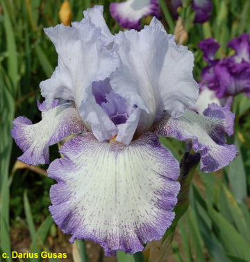 Bee Haven Iris Gardens