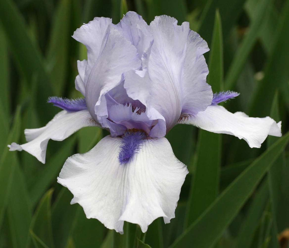 Alien Mist – Bee Haven Iris Gardens