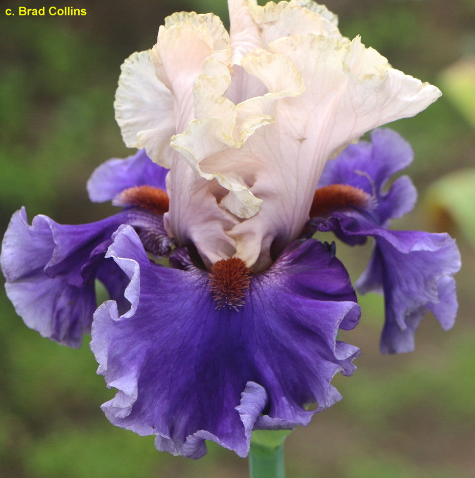 Beguiler – Bee Haven Iris Gardens