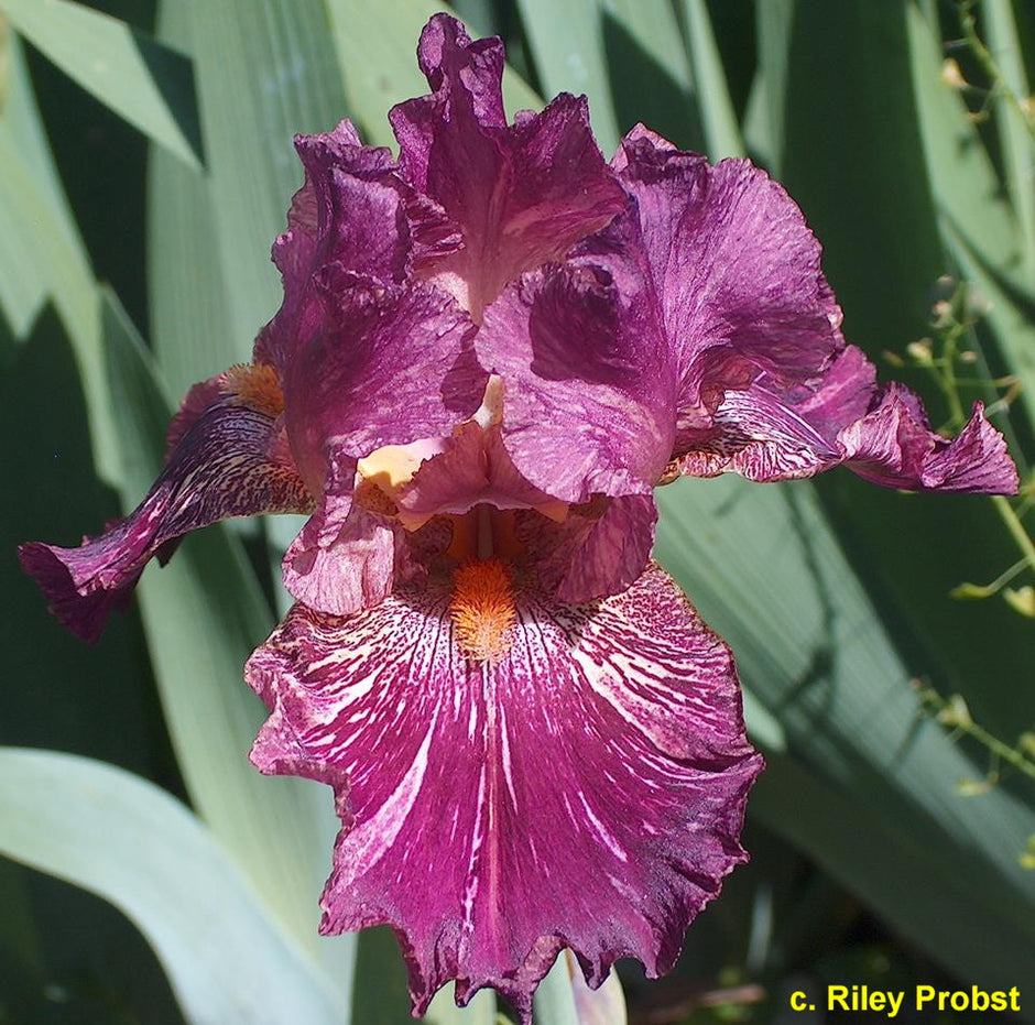 Novelty – Page 3 – Bee Haven Iris Gardens