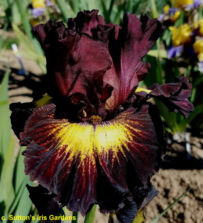 Bottled Lightning – Bee Haven Iris Gardens